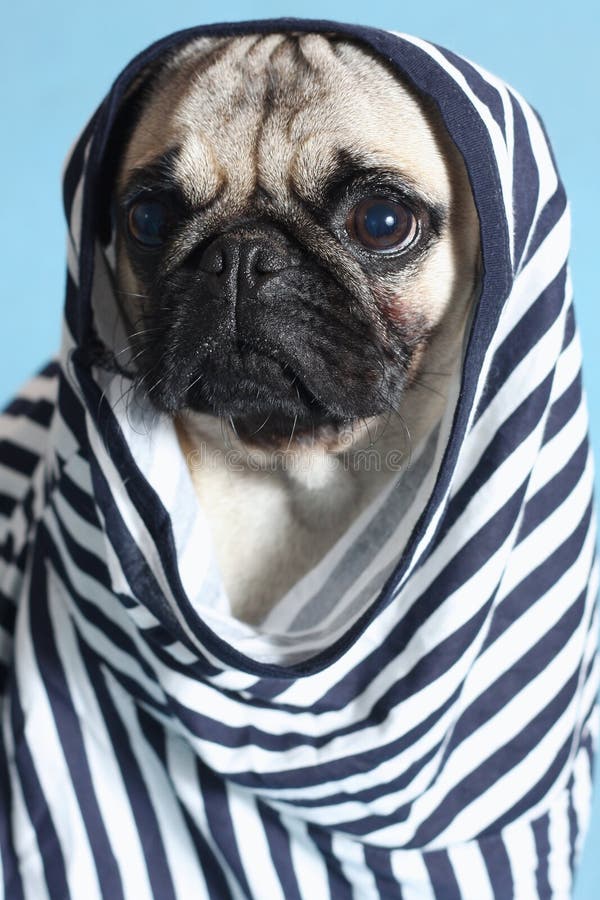 Pug dog stock photo. Image of hair, animals, chinese - 14001398