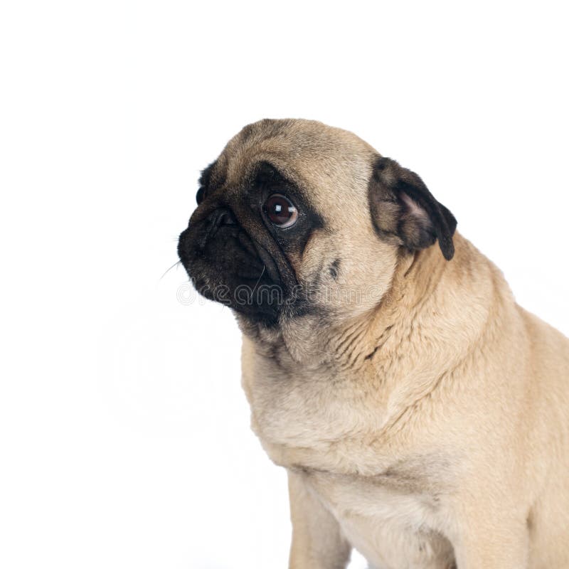 Pug Sandy Color Portrait Isolated on White Stock Photo - Image of funny ...