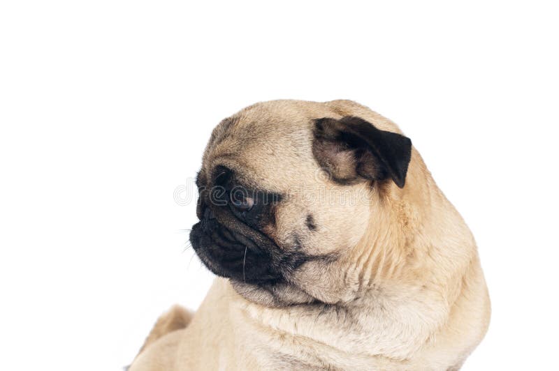 Pug Sandy Color Portrait Isolated on White Stock Photo - Image of ...