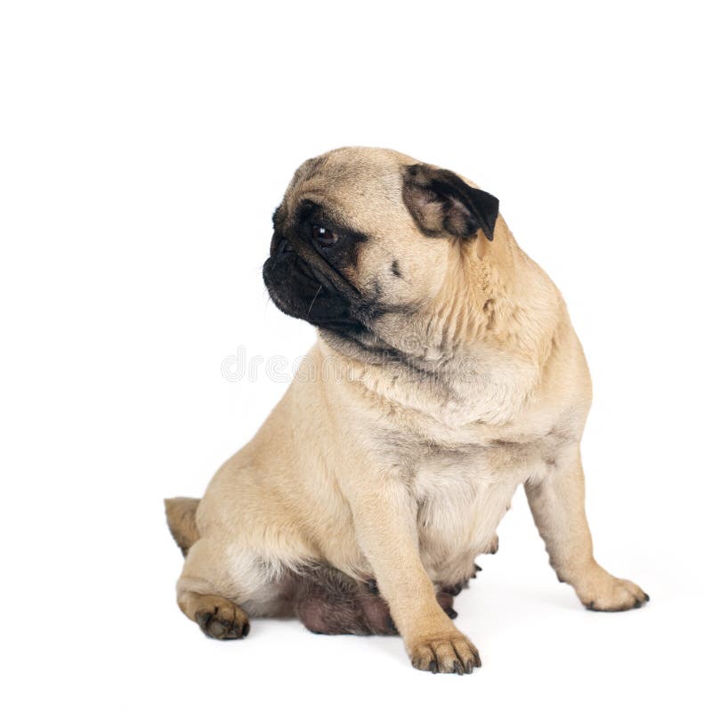Pug Sandy Color Portrait Isolated on White Stock Photo - Image of ...