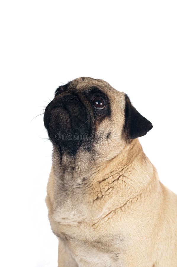 Pug Sandy Color Portrait Isolated on White Stock Photo - Image of ...