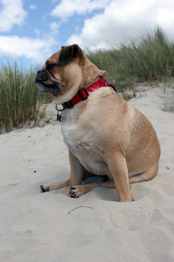 Pug Dog on a sandy beach stock photo. Image of beach - 40116832