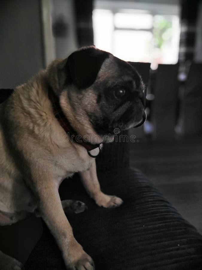 Pug Sat Contemplating Its Life Stock Photo - Image of contemplating ...