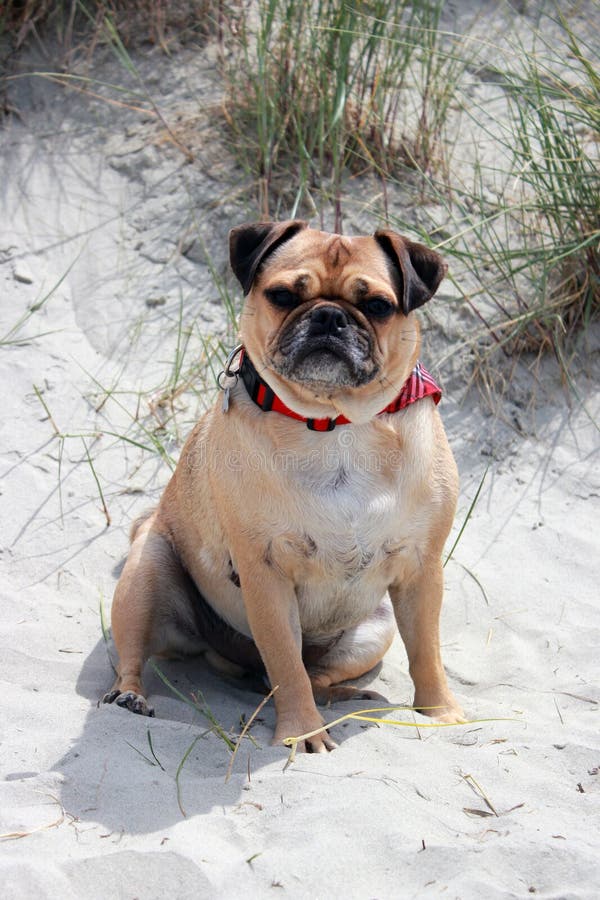 Pug Dog on a sandy beach stock photo. Image of beach - 40116832