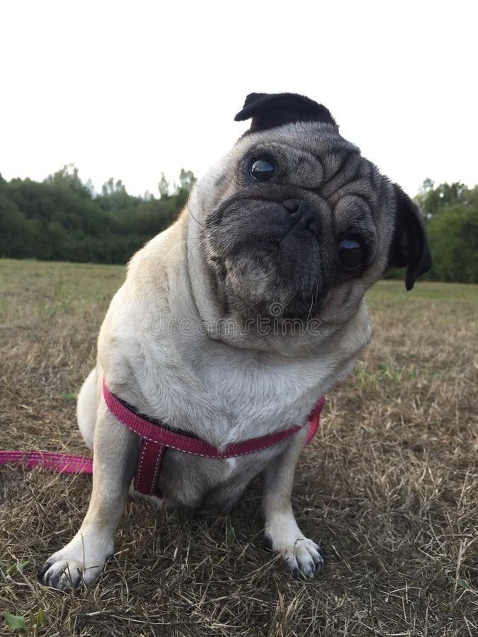 Cão Do Pug Sentado Na Grama Que Enfrenta Lateralmente Foto de Stock ...