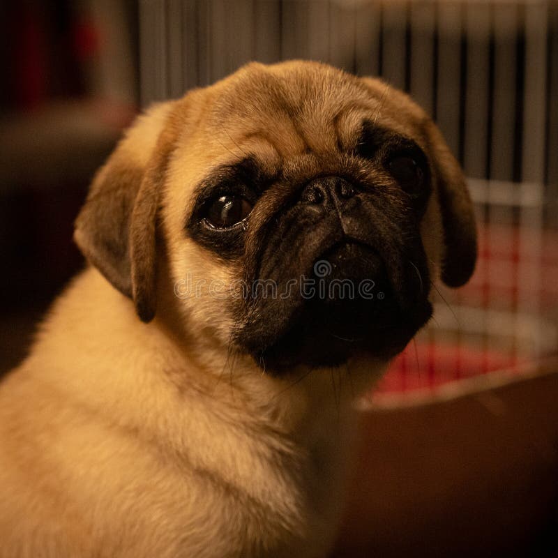 Pug with Light Brown Fur and Dark Muzzle Stock Image - Image of animal ...
