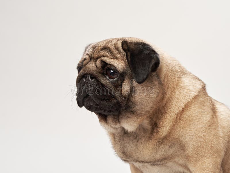 Pug side profile portrait stock photo. Image of cheerful - 356226770
