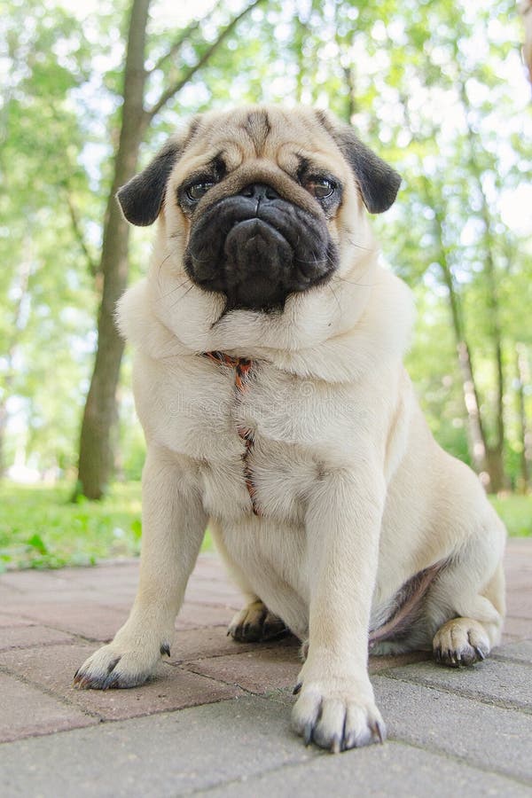 Pug sit on paving tile stock photo. Image of tile, sits - 55529270