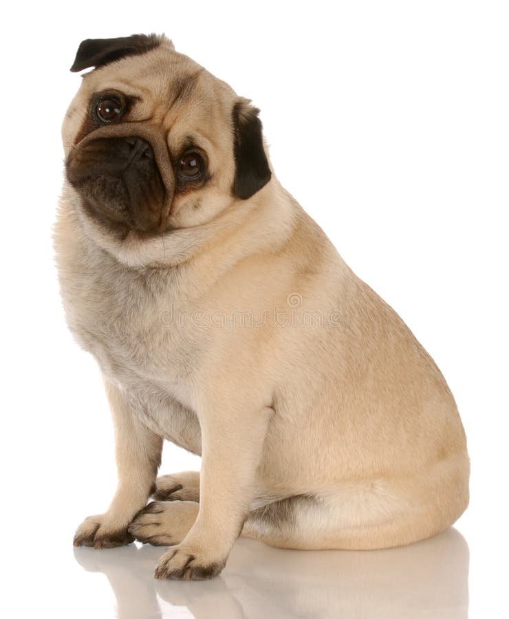 Pug sitting stock photo. Image of doggy, portrait, purebred - 11000316