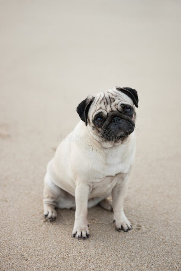 Pug Puppy on Wet Beach Sand Stock Image - Image of coated, animal: 24105623