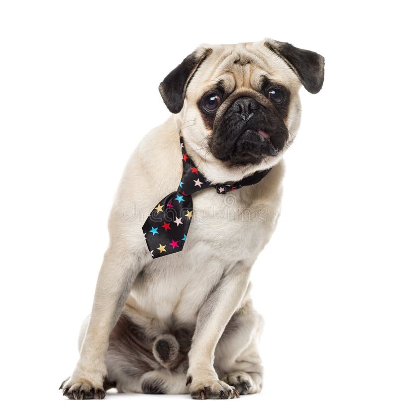 Pug Sitting with a Festive Tie, 14 Months Old Stock Photo - Image of ...