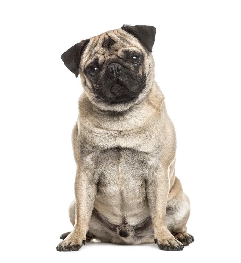 Pug sitting, isolated stock image. Image of carnivore - 101754097