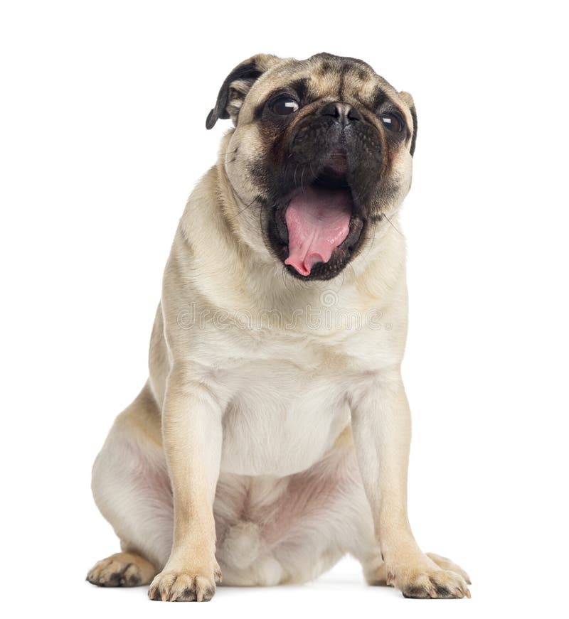 Pug, Sitting, Yawning, 1 Year Old Stock Image - Image of front, yawning ...