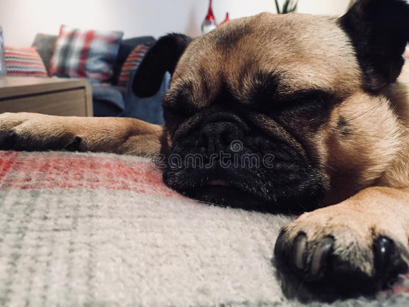 Pug Sleeping Flat Out Cute Landscape Stock Image - Image of flat ...