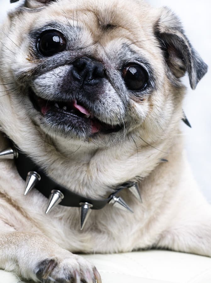 Pug with Smiling Funny Face Stock Photo - Image of cute, maintain: 6271880