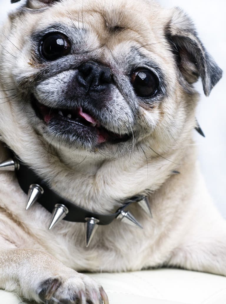 558 Pug Smiling Funny Face Stock Photos - Free & Royalty-Free Stock ...