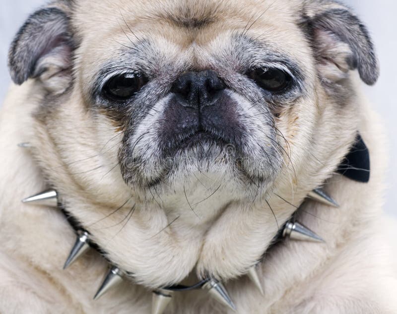 Pug with Smiling Funny Face Stock Photo - Image of cute, maintain: 6271880