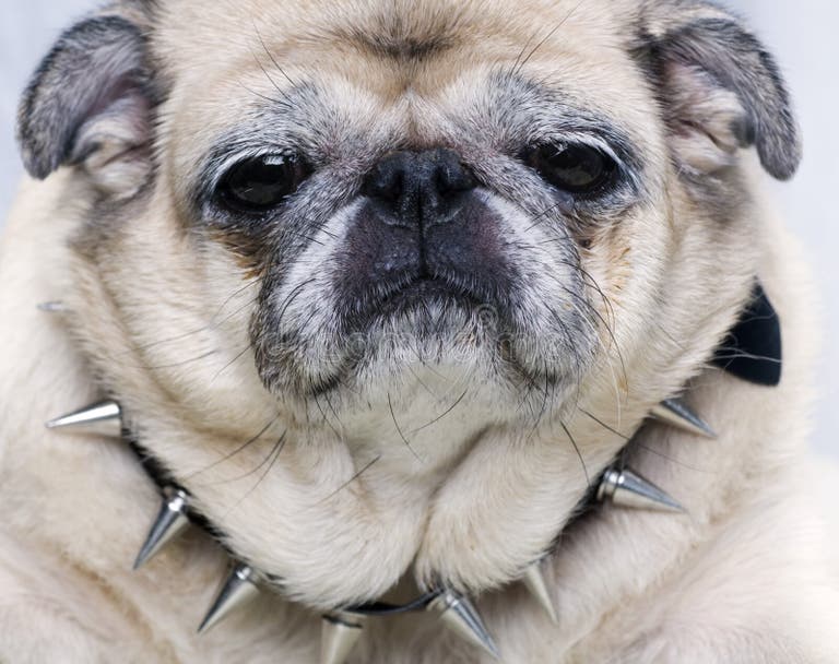 558 Pug Smiling Funny Face Stock Photos - Free & Royalty-Free Stock ...