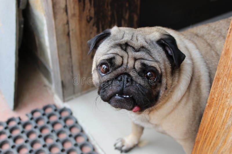 Pug smiling for a photo stock image. Image of like, smiling - 95391621