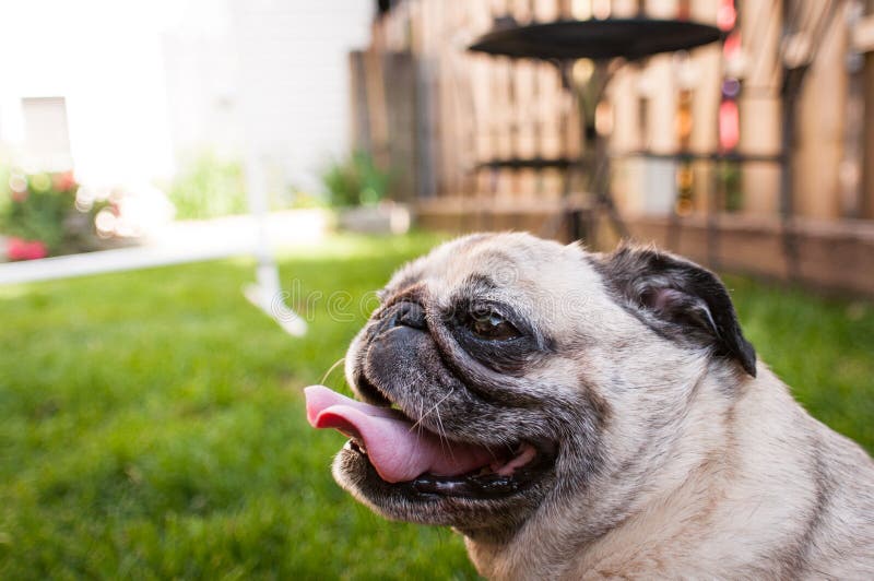 Pug Smiling up close stock image. Image of animal, pure - 88855173