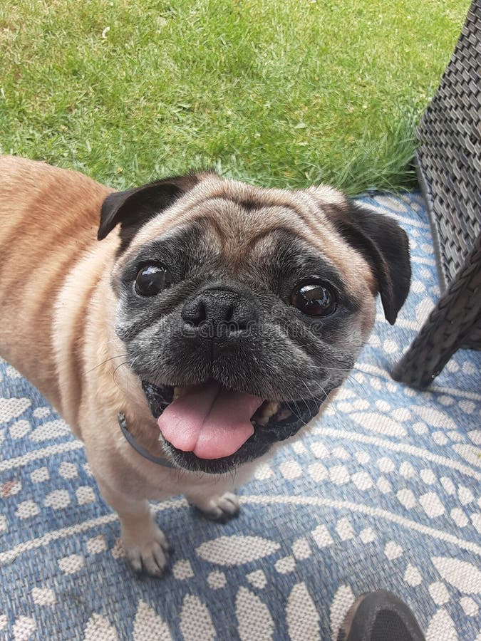 Pug smiles stock image. Image of smiling, mammal, animal - 197003487