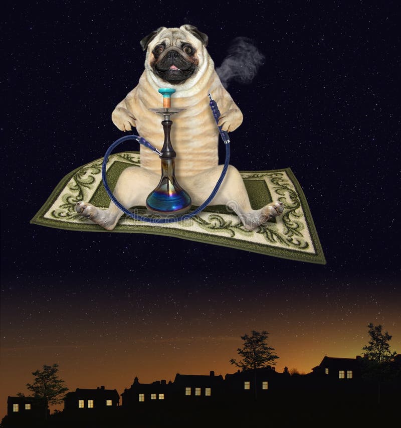 Pug Smoking Hookah on Magic Carpet Stock Image - Image of fairy, carpet ...