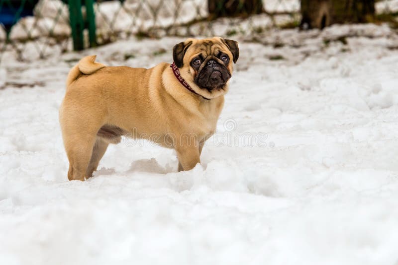 Pug and snow. stock image. Image of domestic, funny, house - 51162055