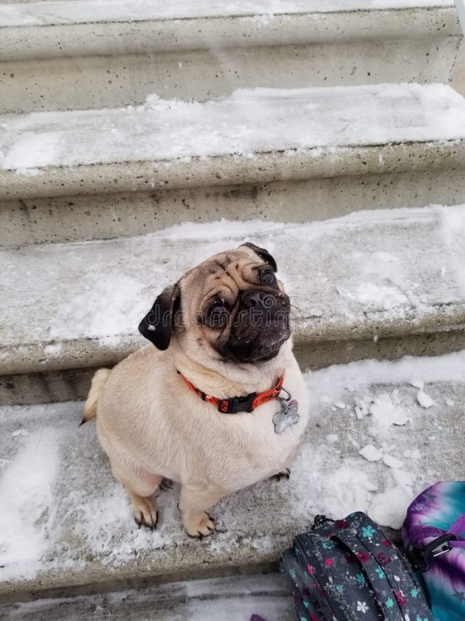 Pug, Snow, Sitting, Waiting, Cold Stock Photo - Image of sitting, snow ...