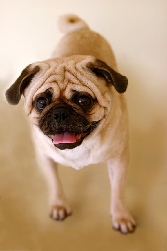 Pug standing stock photo. Image of breed, standing, cute - 243602
