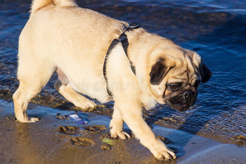 Pug standing in blue water stock photo. Image of looking - 128568720