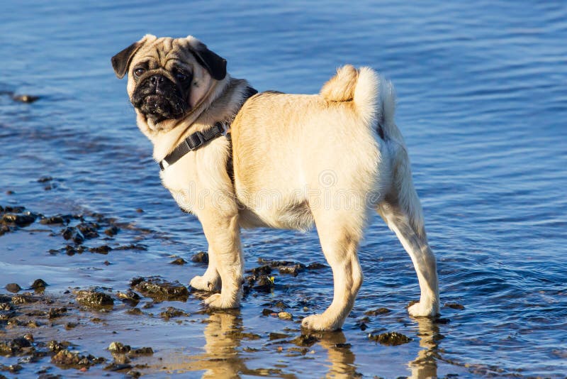 Pug standing in blue water stock image. Image of water - 128568729