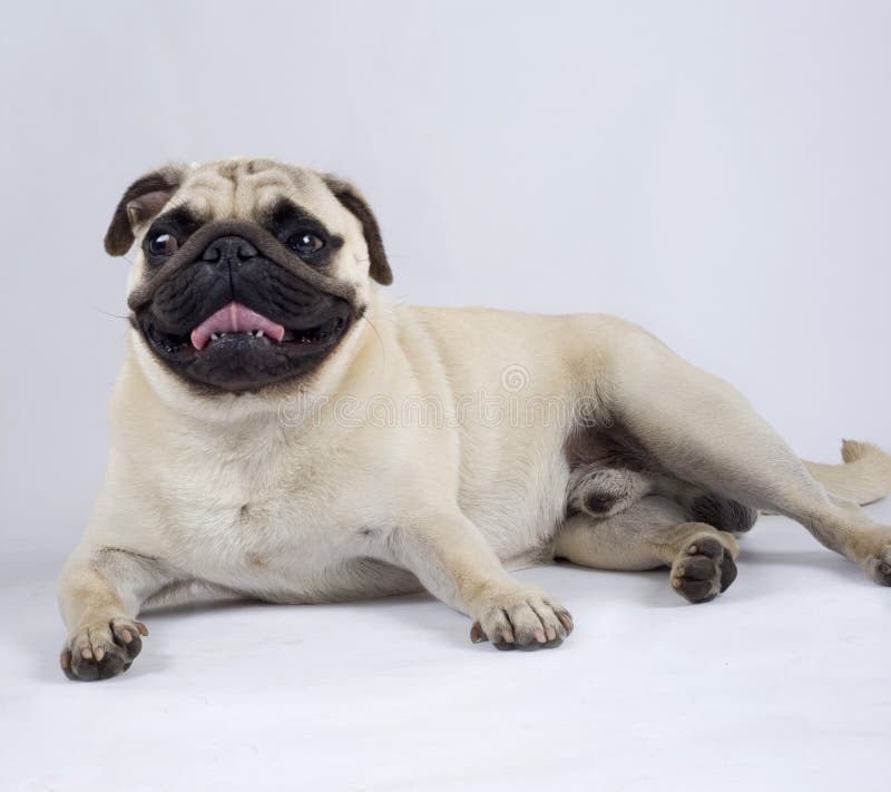 298 Pug Puppy Mouth Open Photos - Free & Royalty-Free Stock Photos from ...