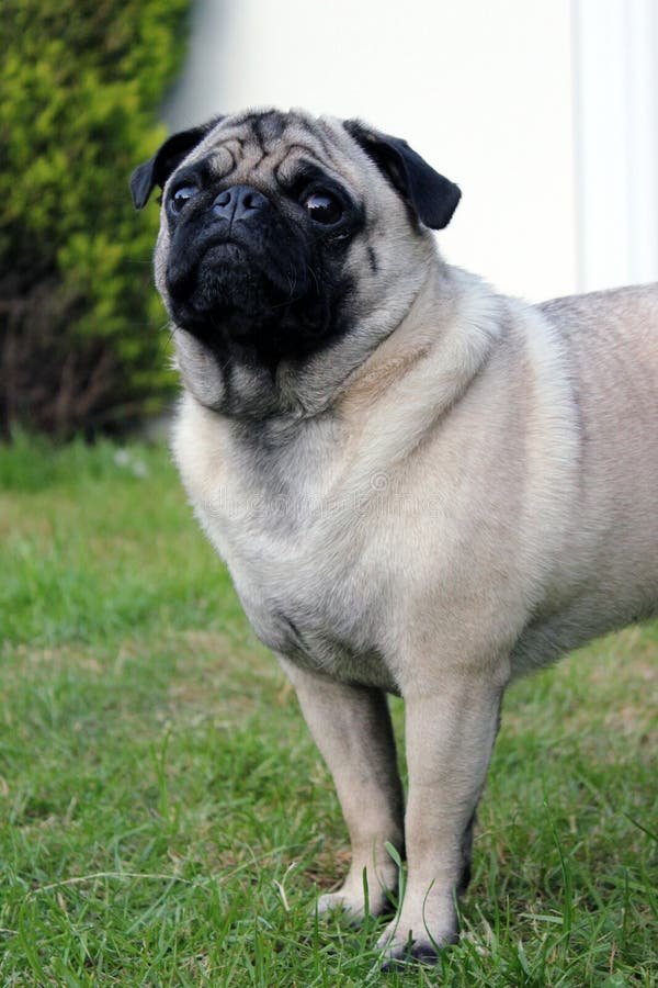 Pug standing stock photo. Image of beige, puppy, adorable - 243602