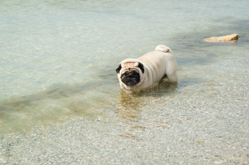 Pug Standing and Relaxing in the Sea in Hot Summer Day Stock Image ...