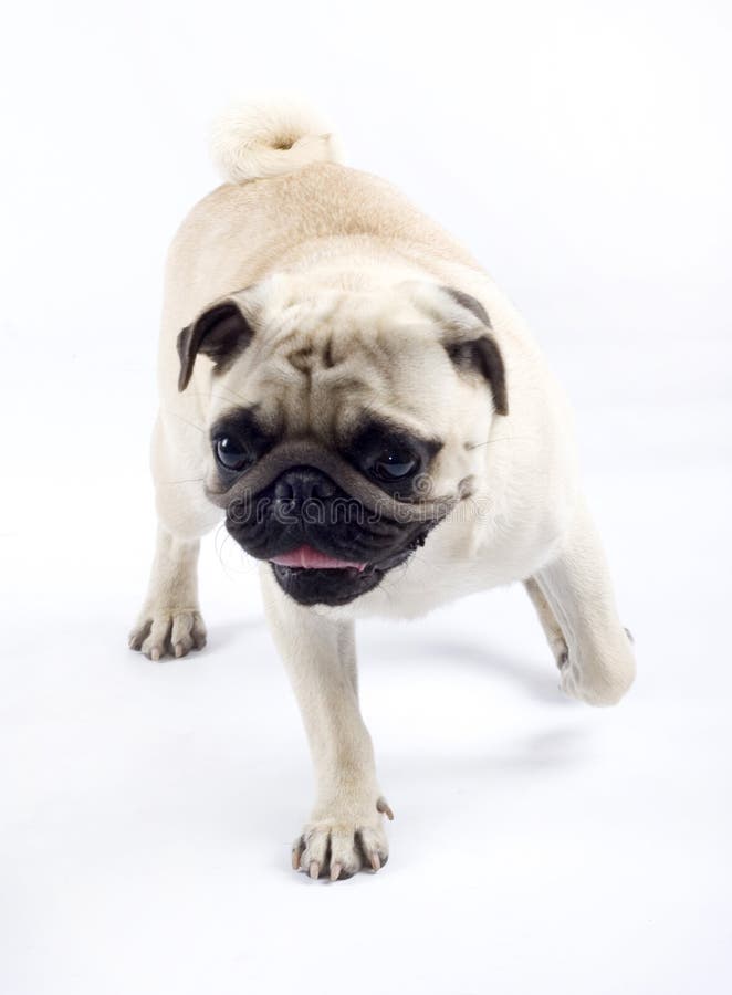 Howling Pug stock photo. Image of faces, funny, carlin - 5934262