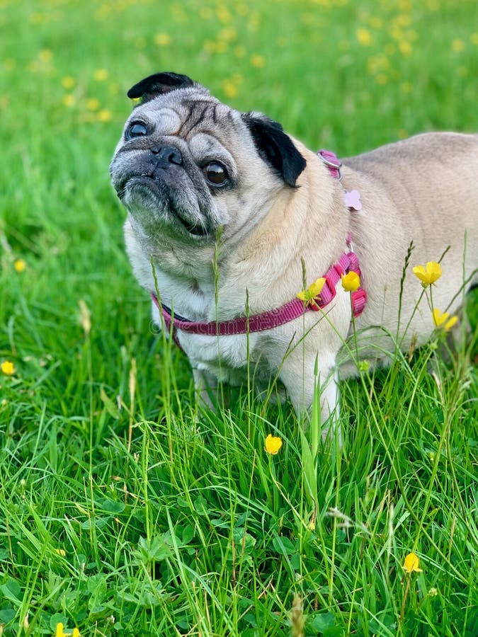Pug Stood on Grass Portrait Stock Photo - Image of gold, cuddle: 226858512