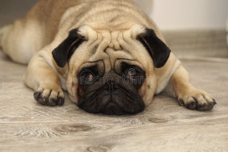Pug stock photo. Image of child, tired, playing, quietly - 152569092
