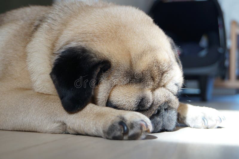Pug stock photo. Image of happy, tired, lazy, resting - 52430066