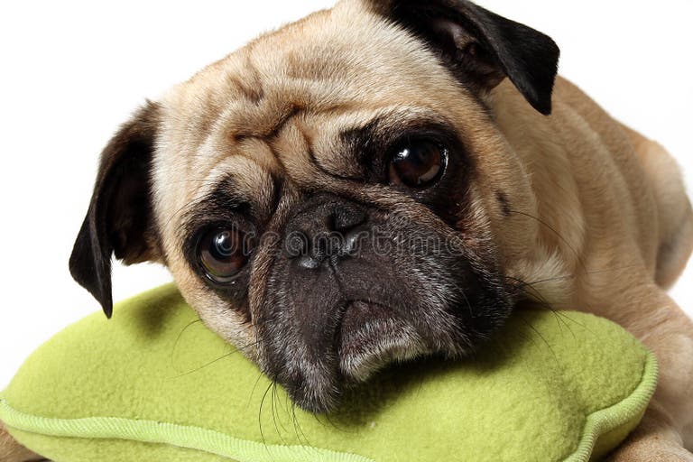 Pug with a Toy stock image. Image of staring, spoiled - 5934325