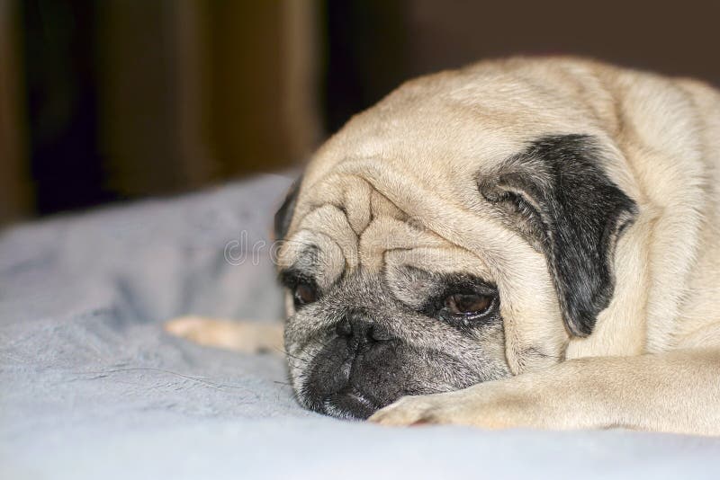 Pug Trauriger Hund Liegt Auf Der Couch Stockbild - Bild von beige ...