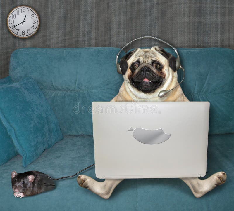 Black Pug Headphones Stock Photos - Free & Royalty-Free Stock Photos ...