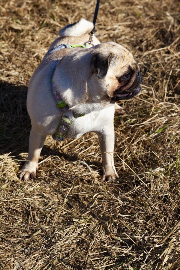 Pug for a Walk on a Spring Day. Stock Image - Image of walking, animals ...