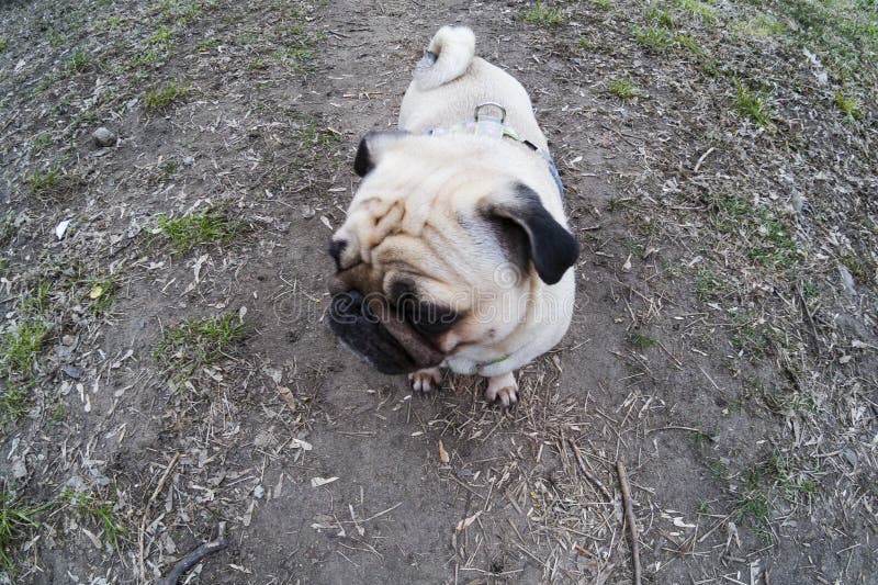 Pug Walks in Early Spring . Stock Photo - Image of spring, happy: 144569436