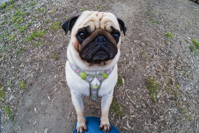 Pug walks in early spring stock image. Image of small - 144569469