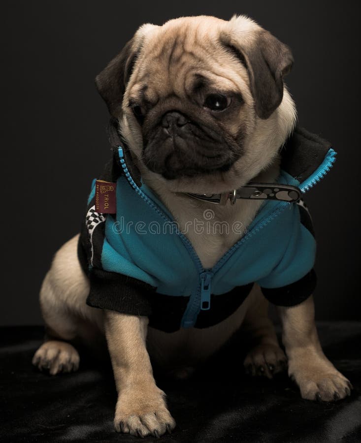 Pug wearing blue jacket stock photo. Image of pant, vertical - 68180358
