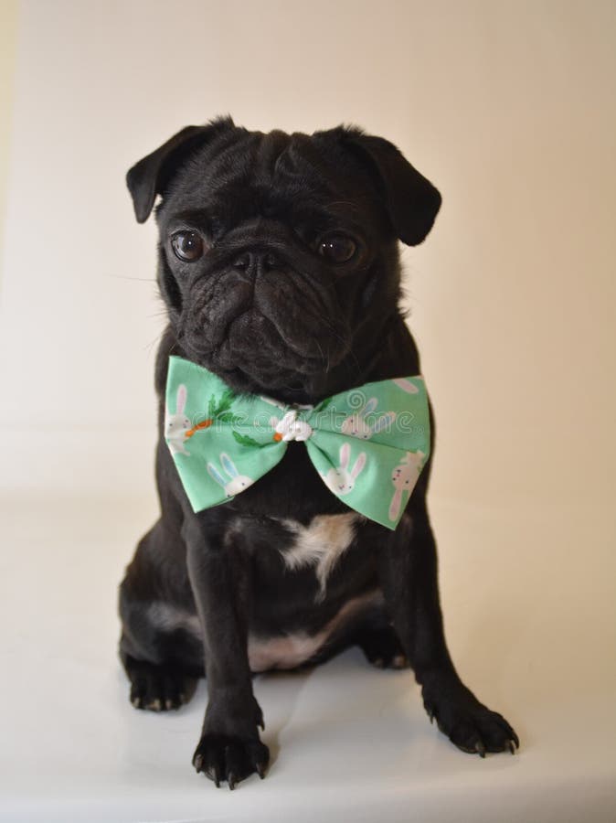 Pug Wearing Easterbunny Bow Tie Stock Photo - Image of canine, drinking ...
