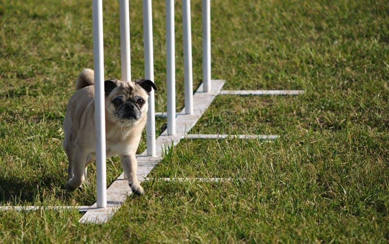 Pug and Weave Poles at Dog Agility Trial Stock Photo - Image of grass ...