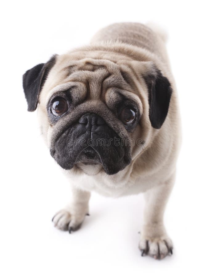 Pug on white stock image. Image of animal, muzzle, view - 51359107