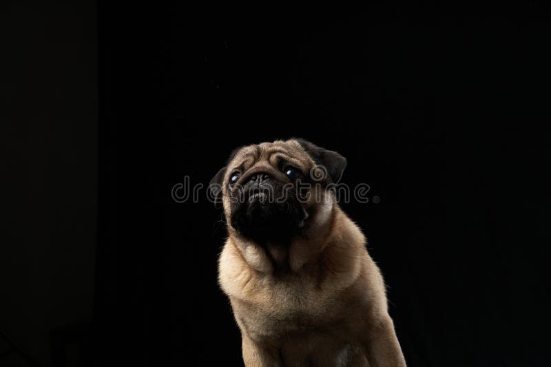 Adorable Pug with Wide Eyes Stock Image - Image of headshot, dramatic ...