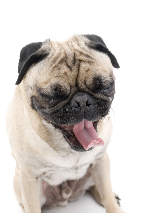 Dog pouting stock image. Image of hilarious, english - 22000803